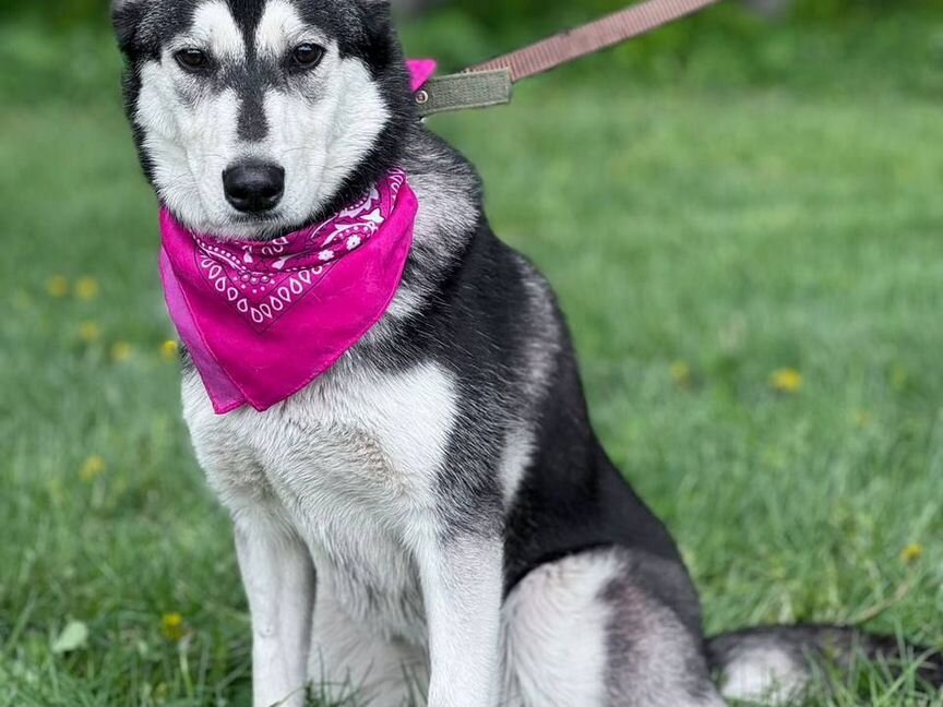 Джина - красотка из приюта ищет дом