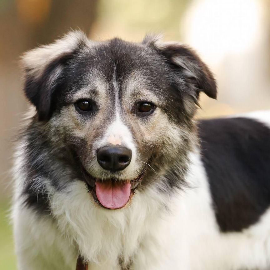 Взрослый пёс в добрые руки