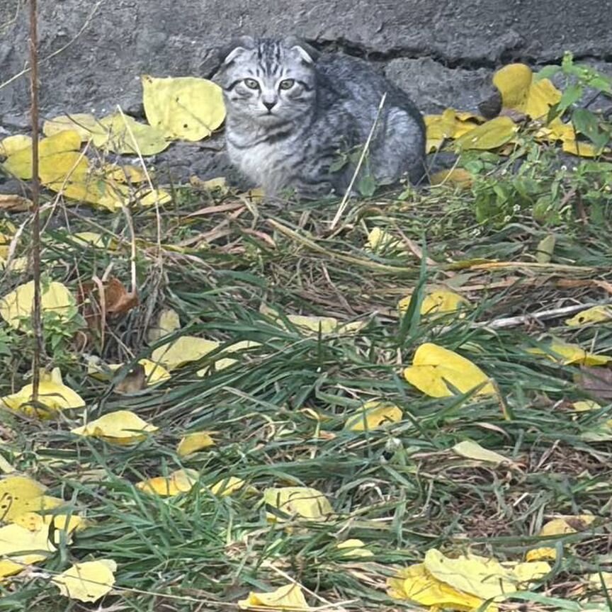 Котёнок в добрые руки