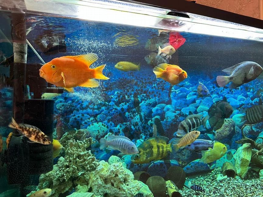 Аквариум с рыбками