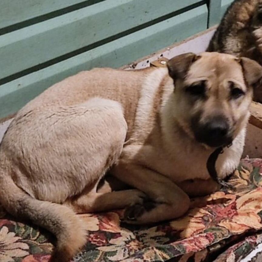 Красивый щенок замерзает