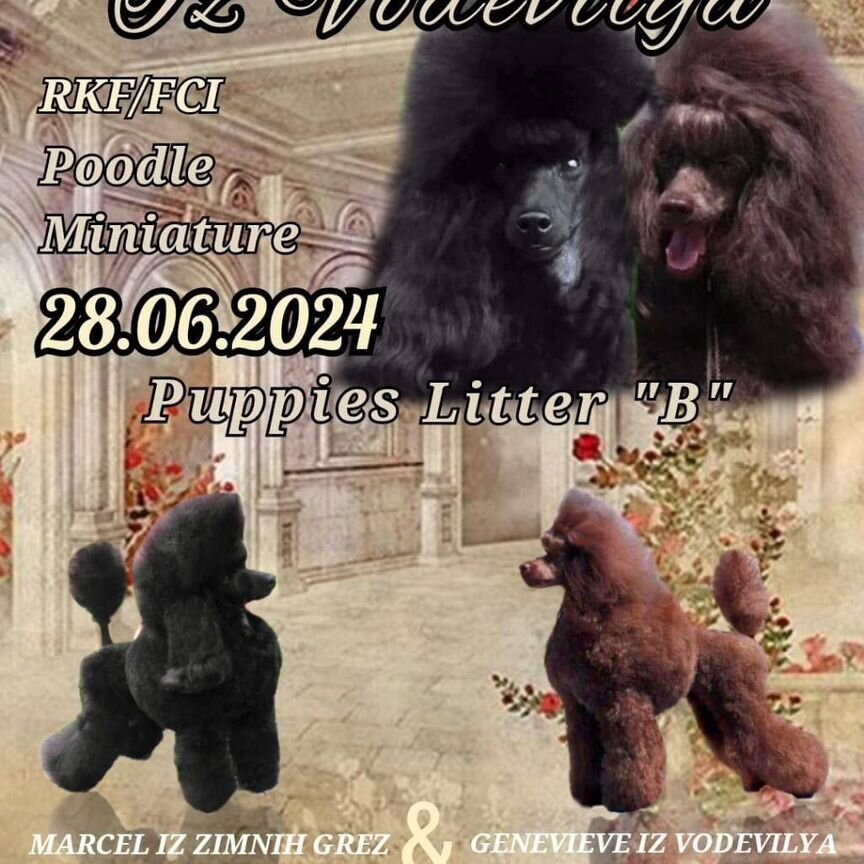 Карликовый пудель