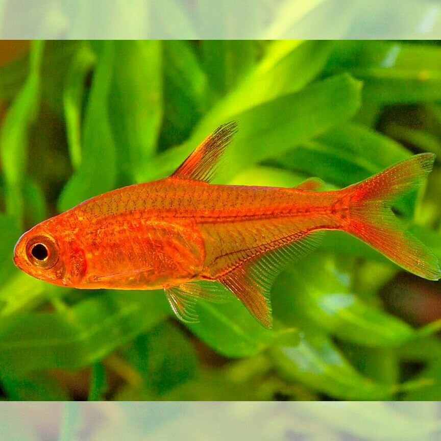 Тетра Аманда. Аквариумная рыбка