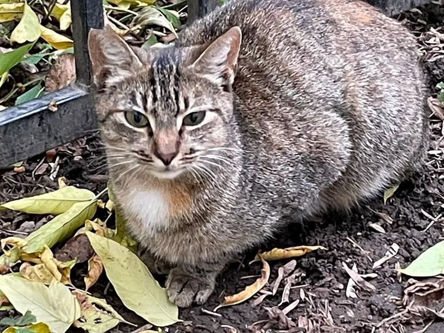 Кошечка на люке