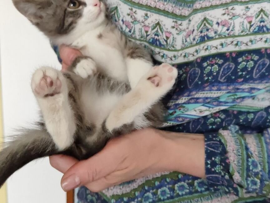 Котенок мальчик. Дымчато-белый 2 мес