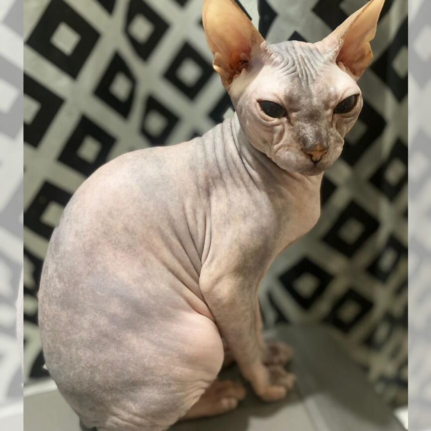 Канадский сфинкс, взрослая кошка