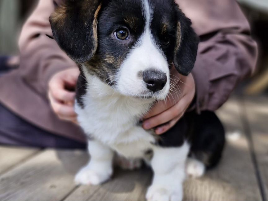 Вельш-корги кардиган щенок девочка