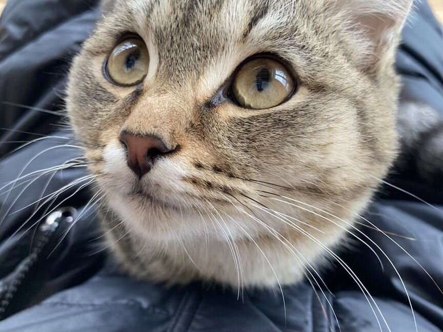Котенок в заботливые руки