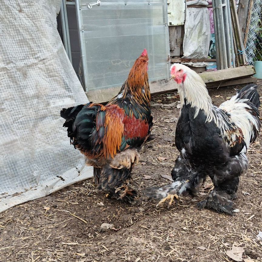 Молодые петушки