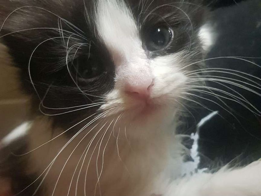 Кошка в дар бесплатно