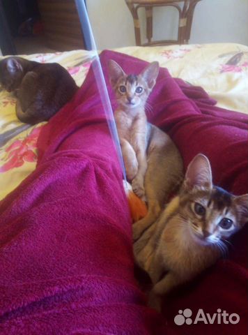 Абиссинские котята очень любят детей