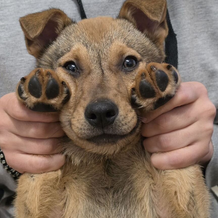 Щенок в добрые руки