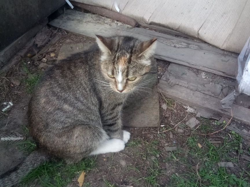 Кошка и два котенка живут в заброшенном доме