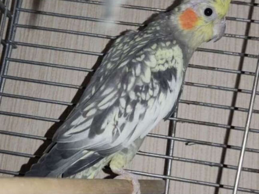 Отдам попугайчика в добрые руки- корелла бронь