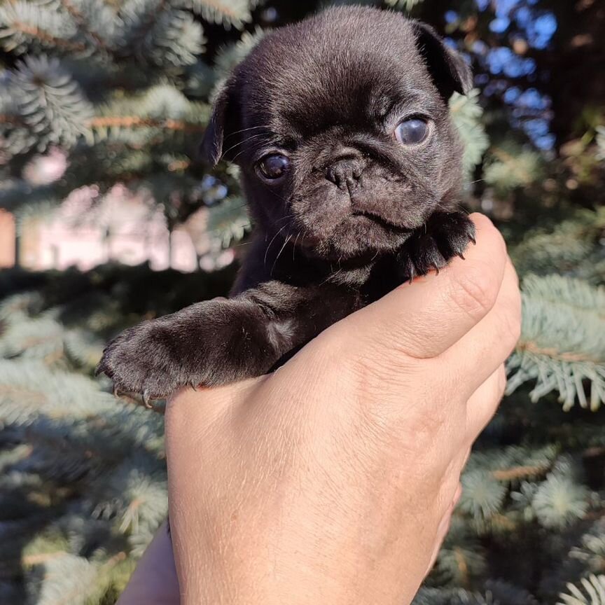 Щенки мопса