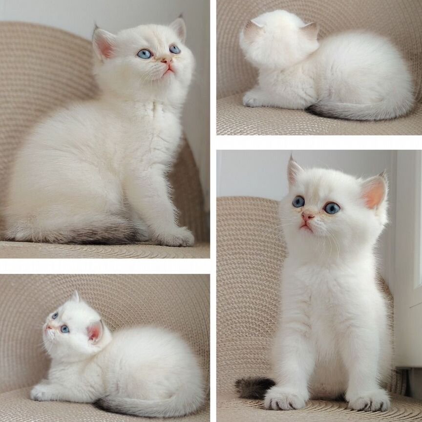 Шотландский прямоухий короткошёрстный котёнок