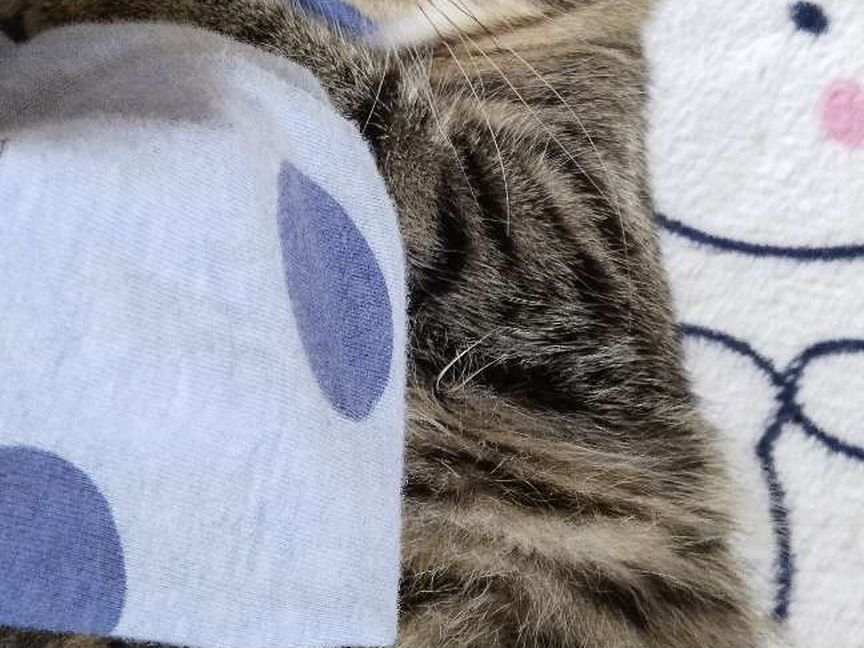 Ласковый Котя в семью