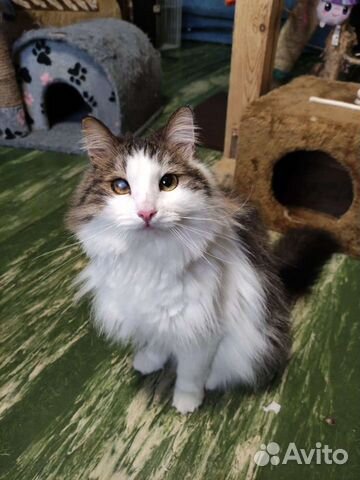 Особенный котик