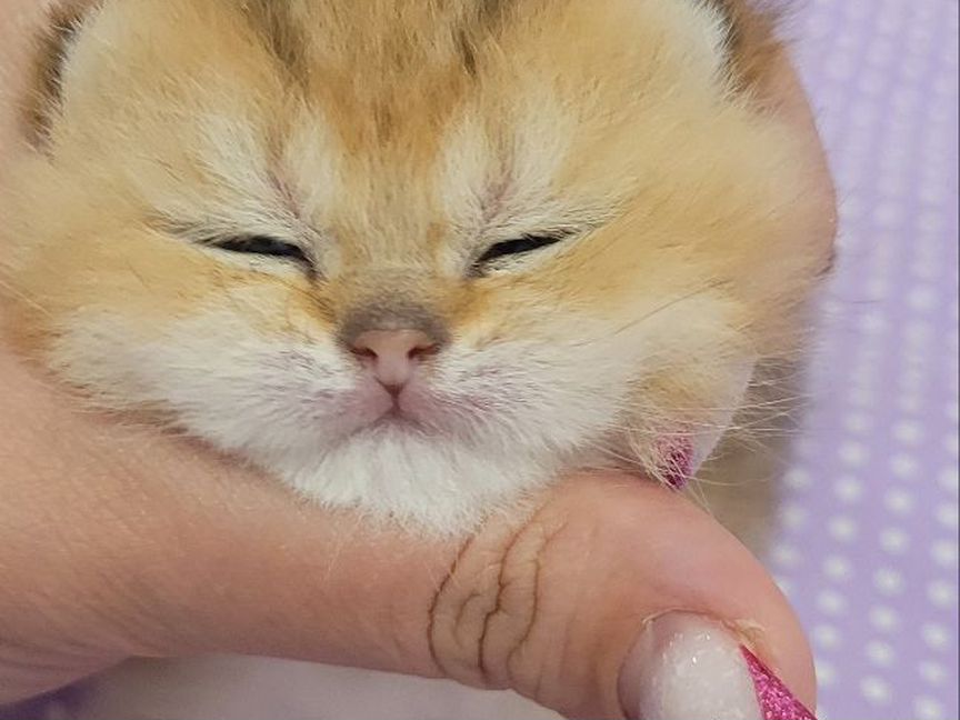 Британские котята