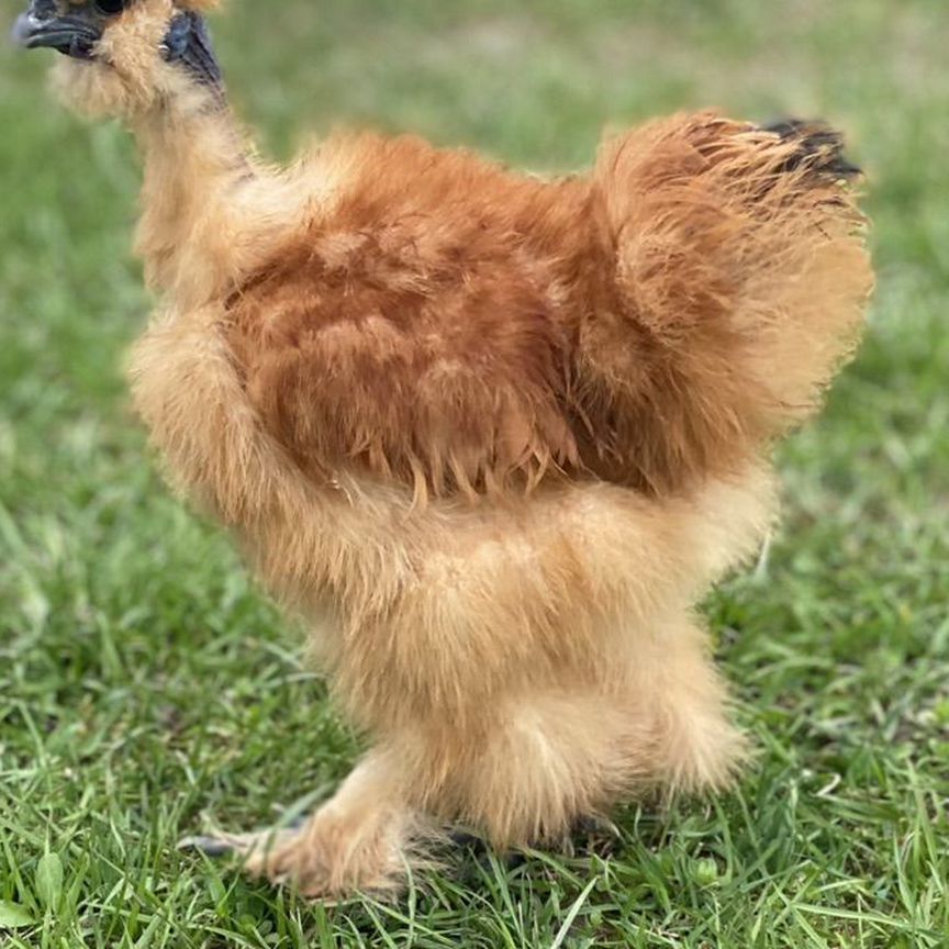 Китайские шелковые