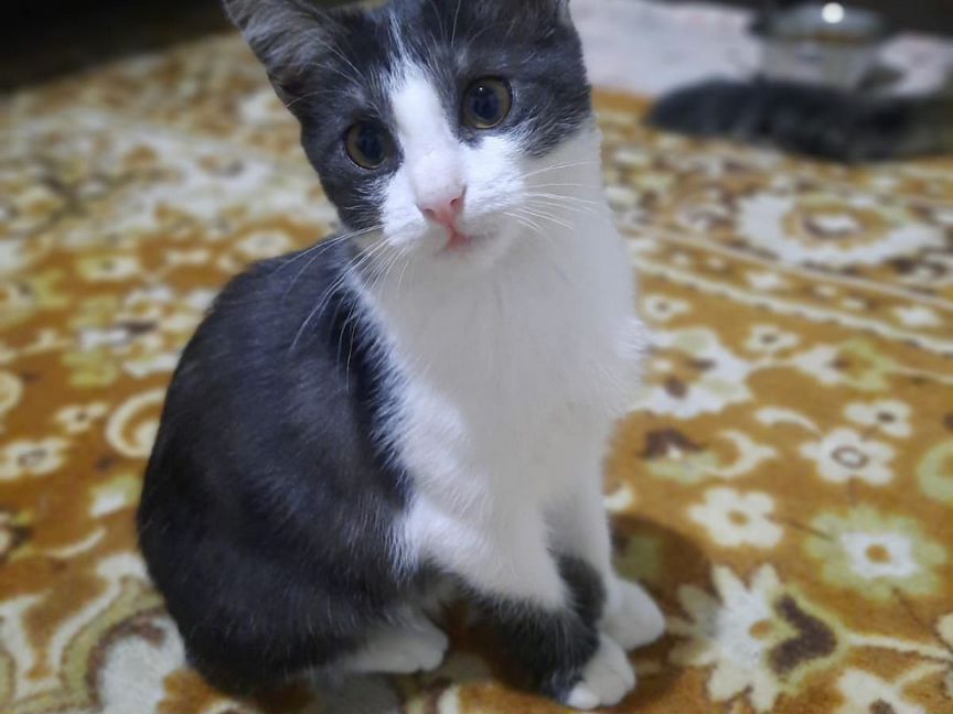 Красавчик