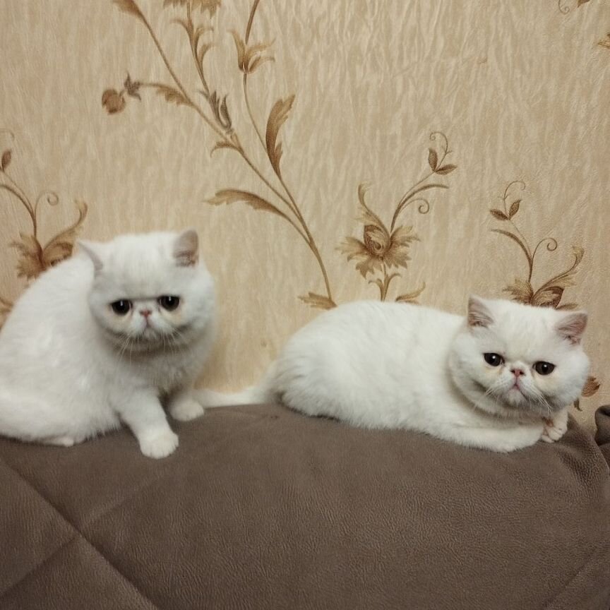 Котята экзотические короткошерстные