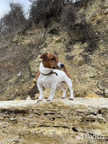 Предлагается кабель Джек-рассел для вязки