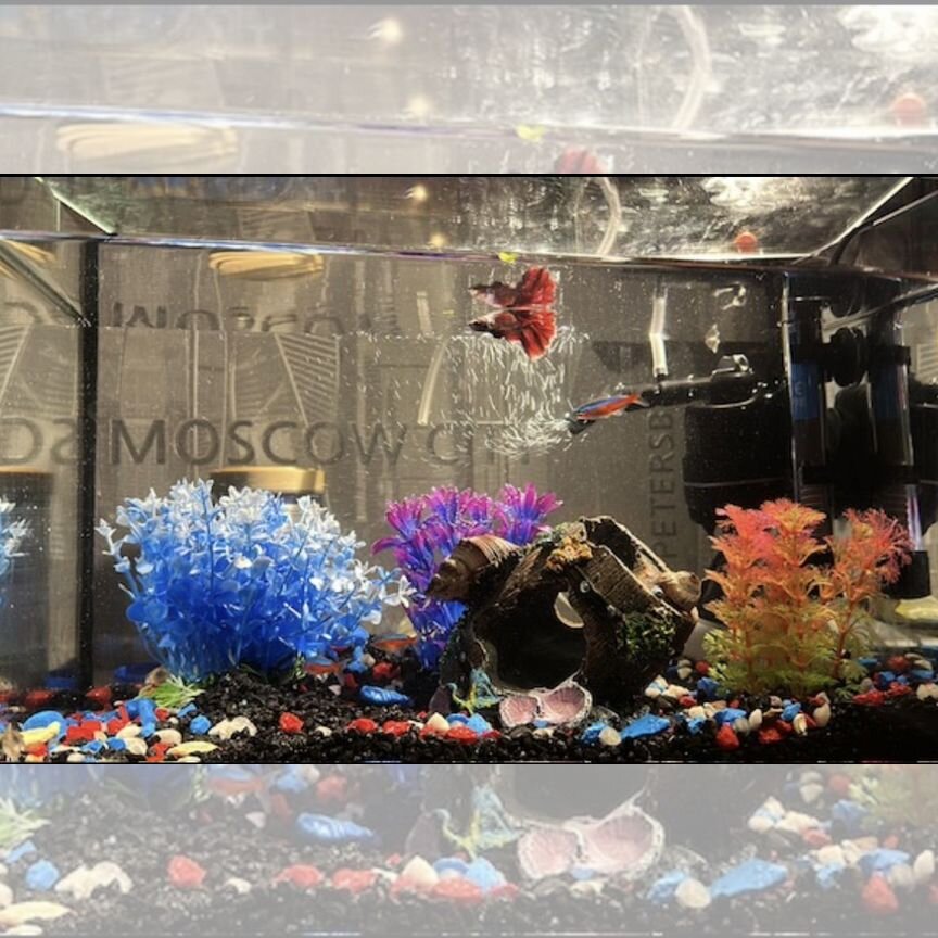 Аквариум с рыбками
