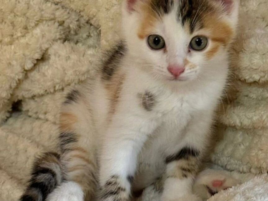 Котенок ласковый 1.5 мес от домашней кошки