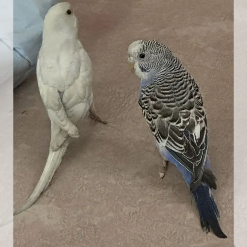 Волнистые попугаи с клеткой