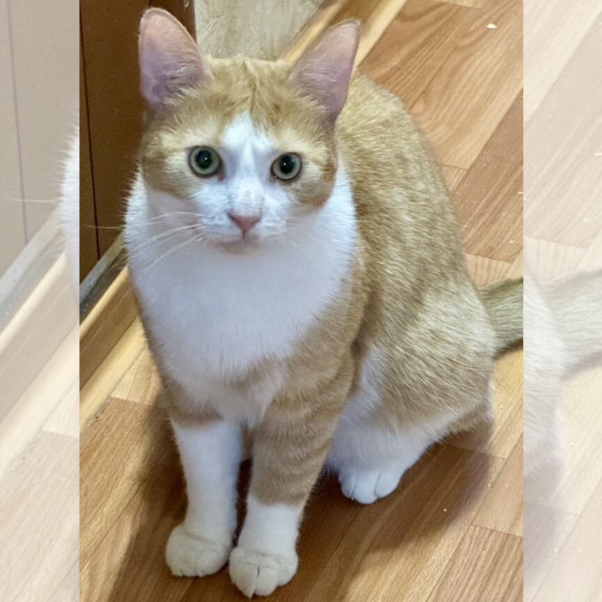 Взрослая кошка в добрые руки