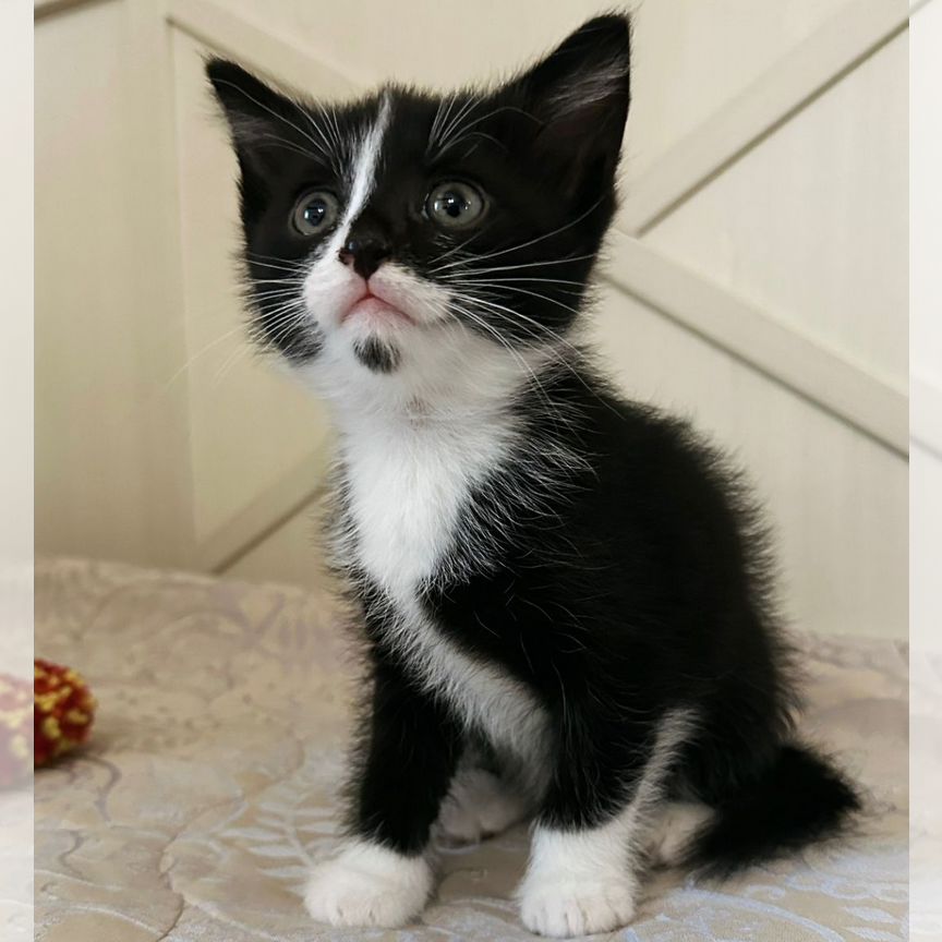 Котёнок в добрые руки