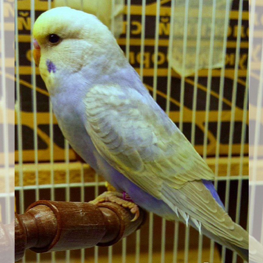 Птенцы волнистый попугай