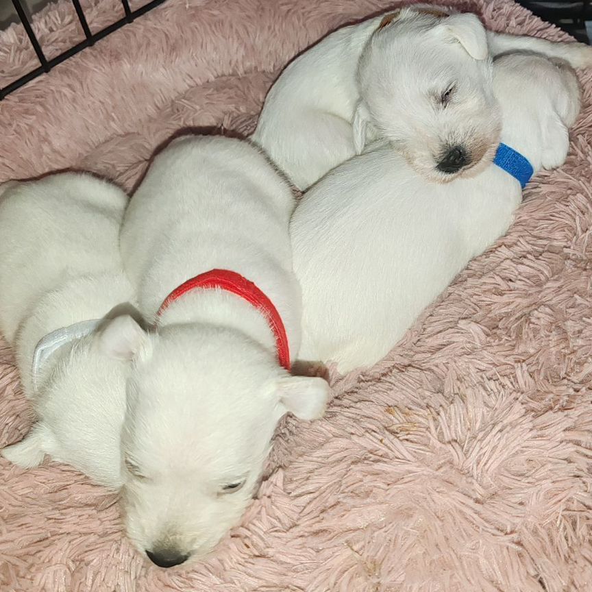 Цвергшнауцер, щенок