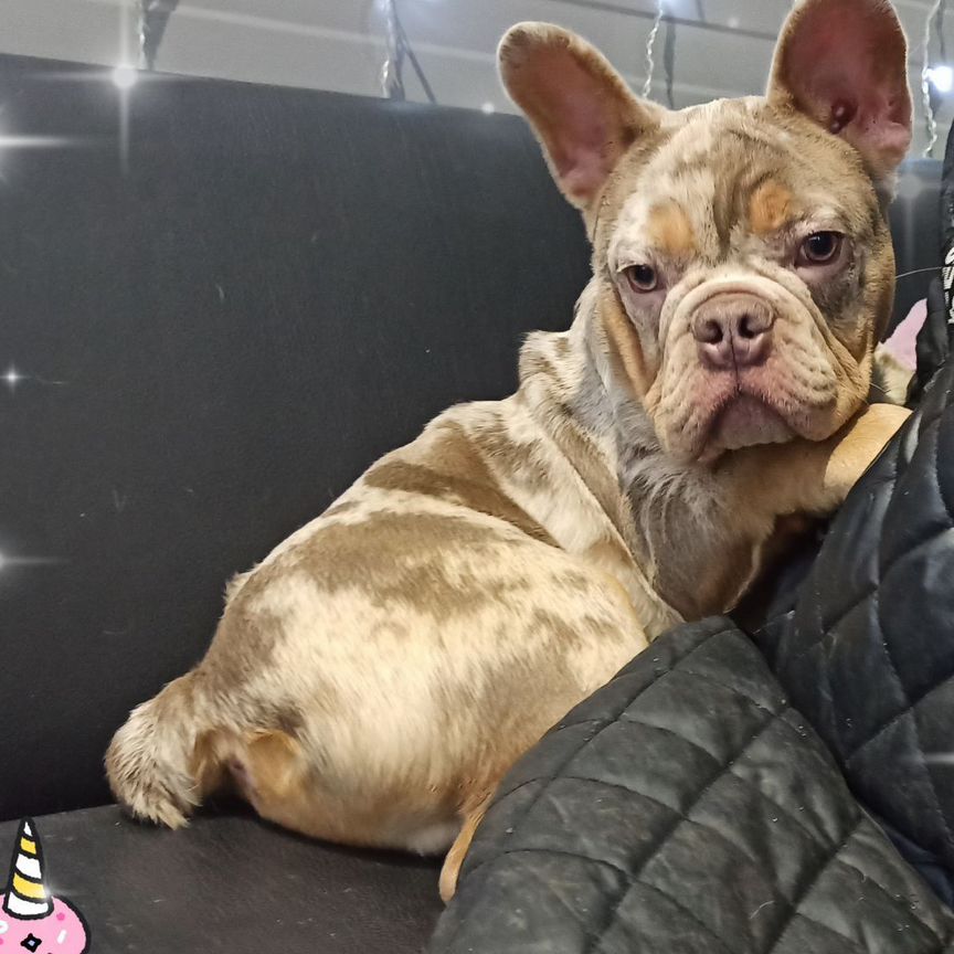 Французский бульдог, щенок