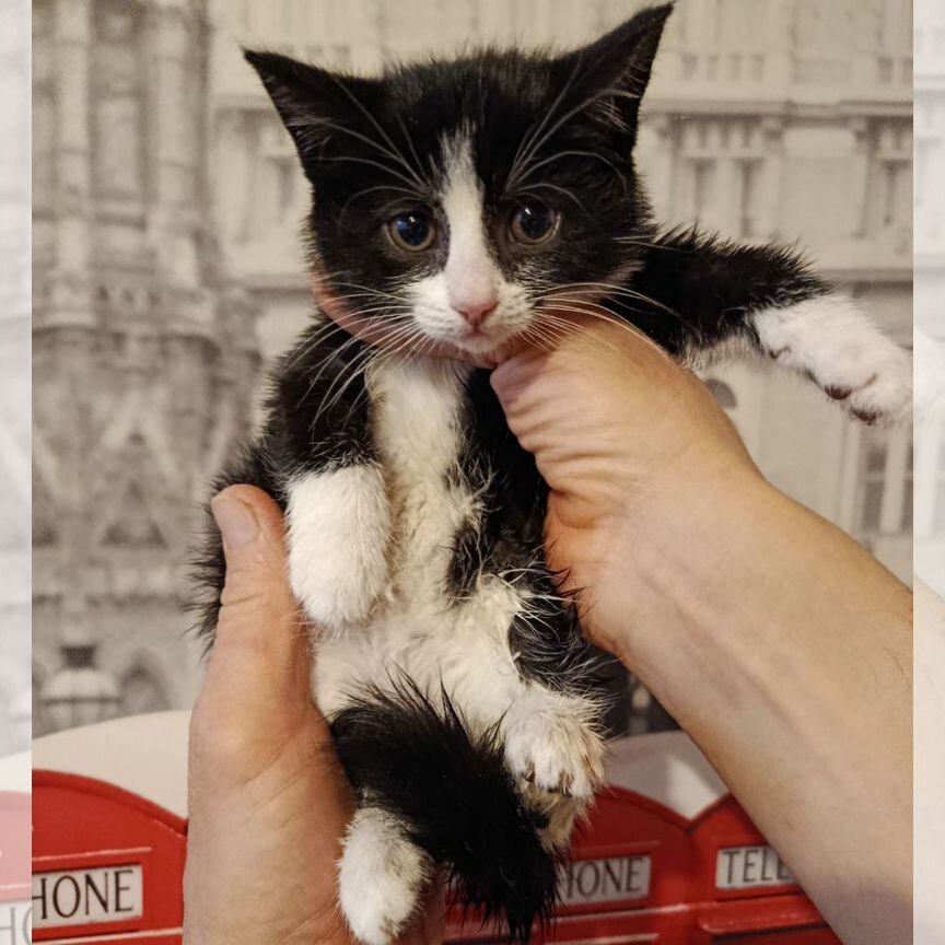 Котёнок в добрые руки