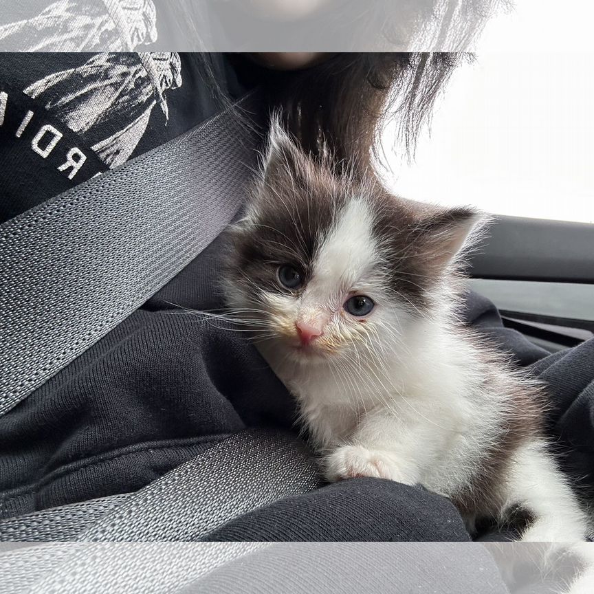 Котёнок в добрые руки