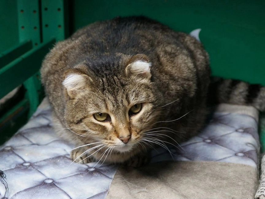 Серьёзный кот Василий много лет в приюте