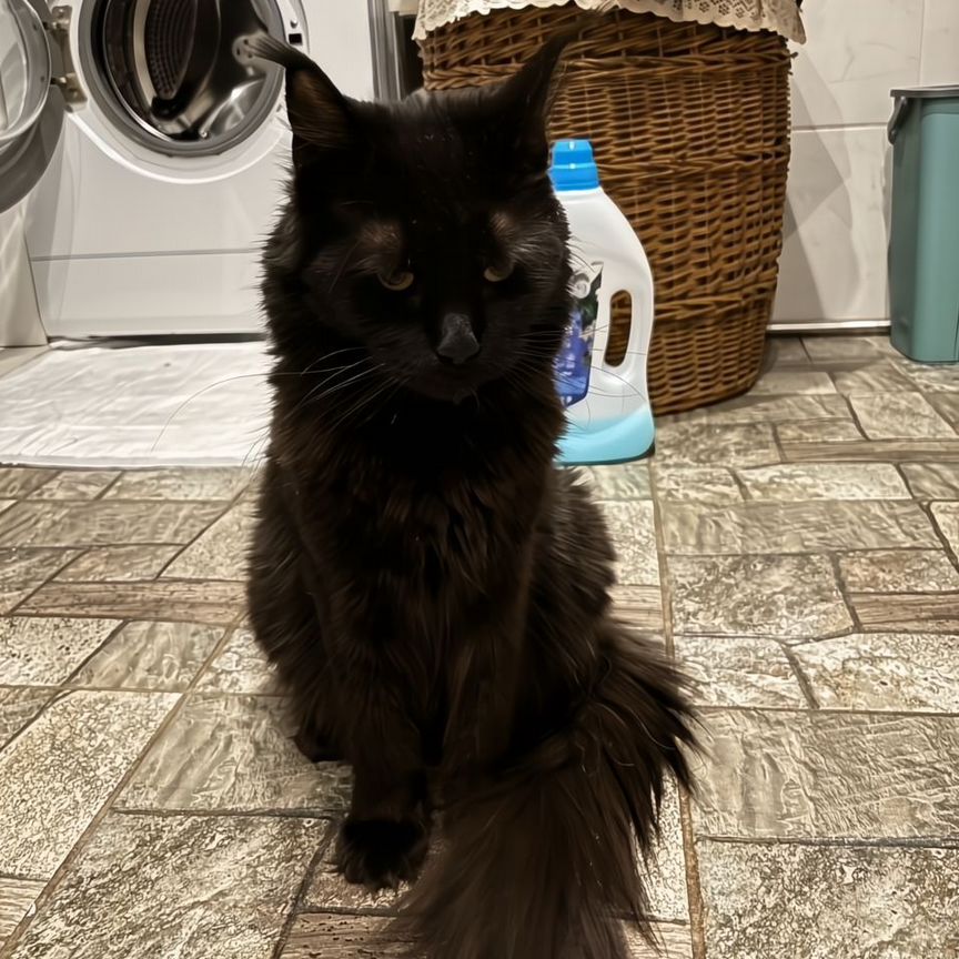 Мейн-кун, взрослая кошка