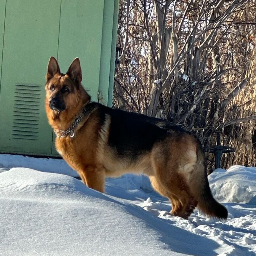 Немецкая овчарка вязка