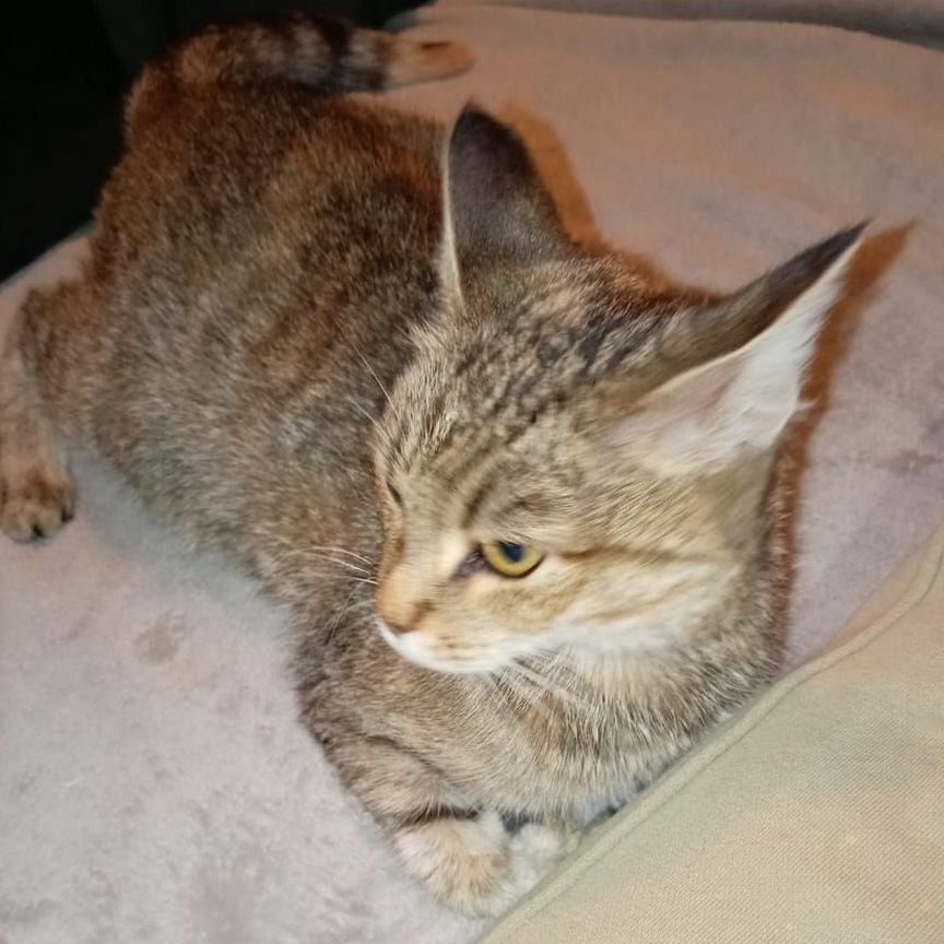 Взрослая кошка в добрые руки