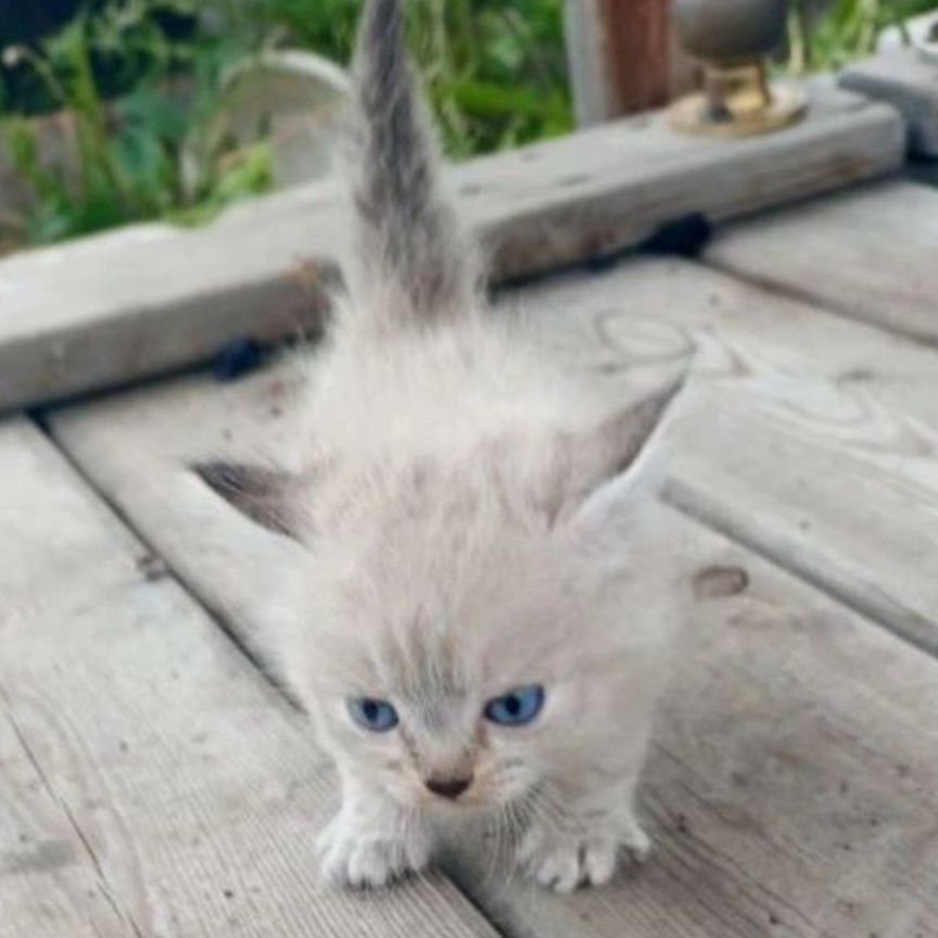 Котёнок в добрые руки