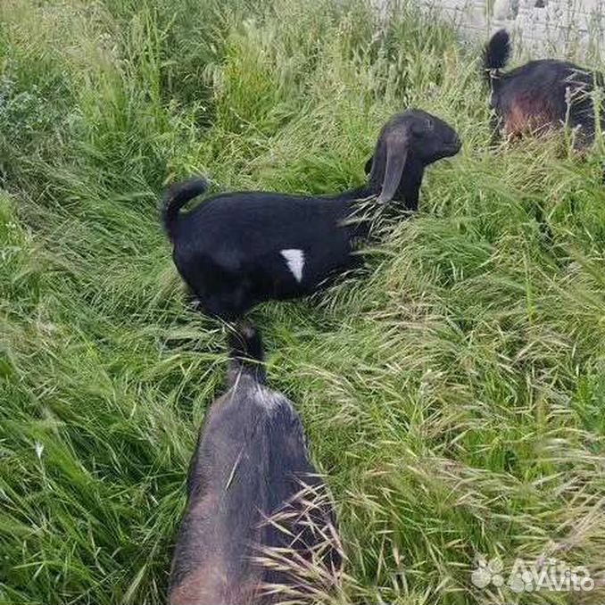 Козлик камори