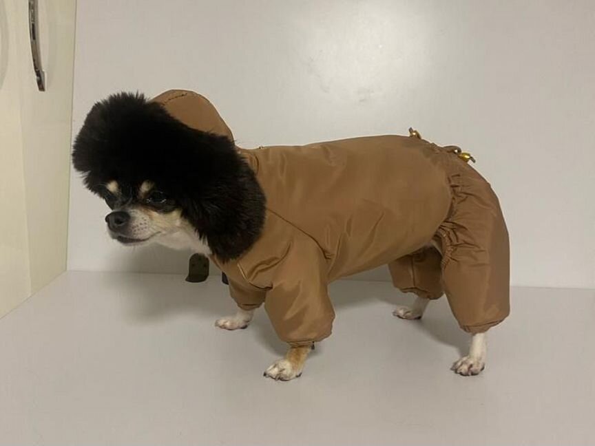 Зимний комбинезон для собаки