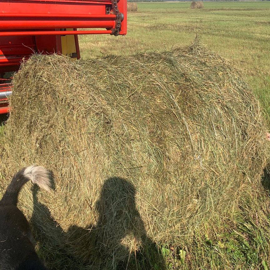 Сено в рулонах 120