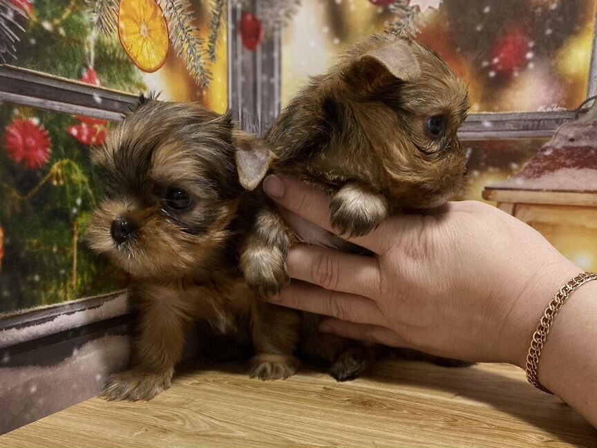 Йоркширский терьер мини беби фейс