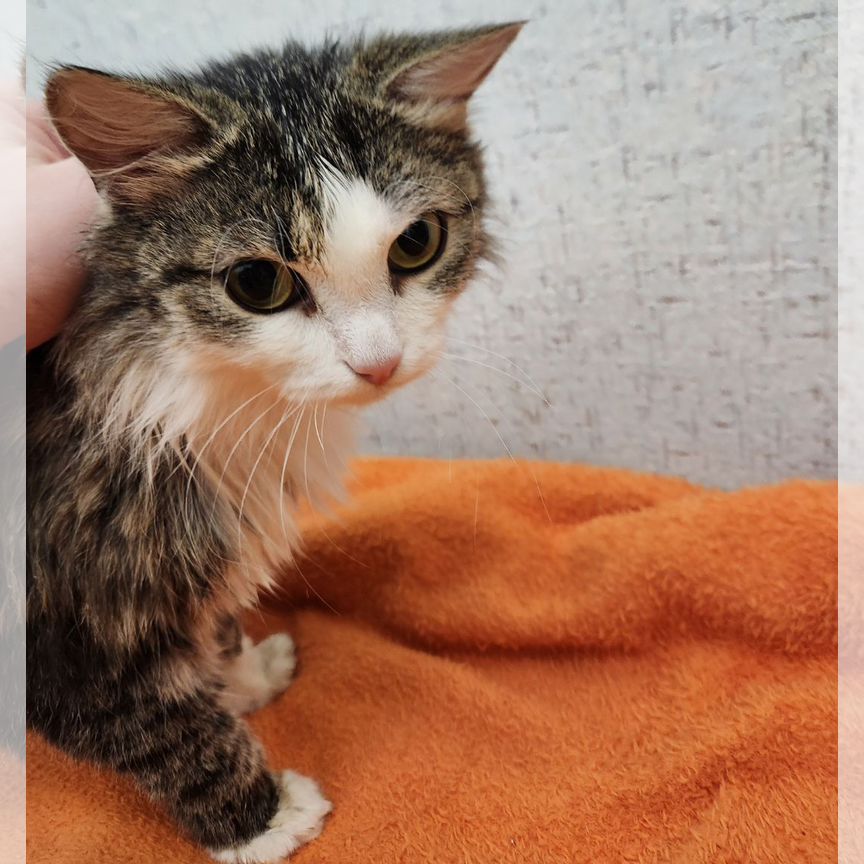 Сибирский котёнок