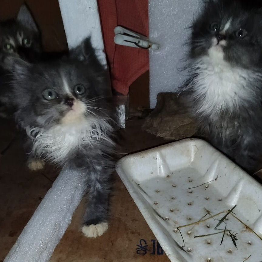 Котёнок в добрые руки