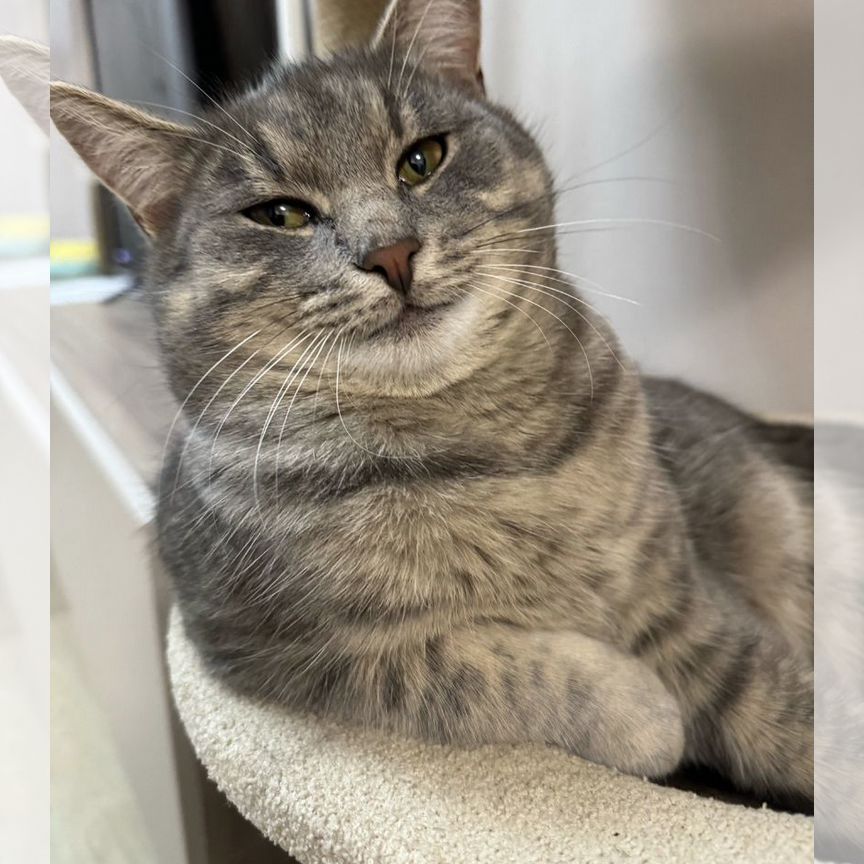 Взрослый кот от частного владельца