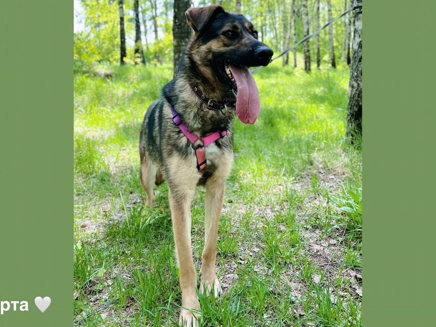 Берта ждет семью в приюте